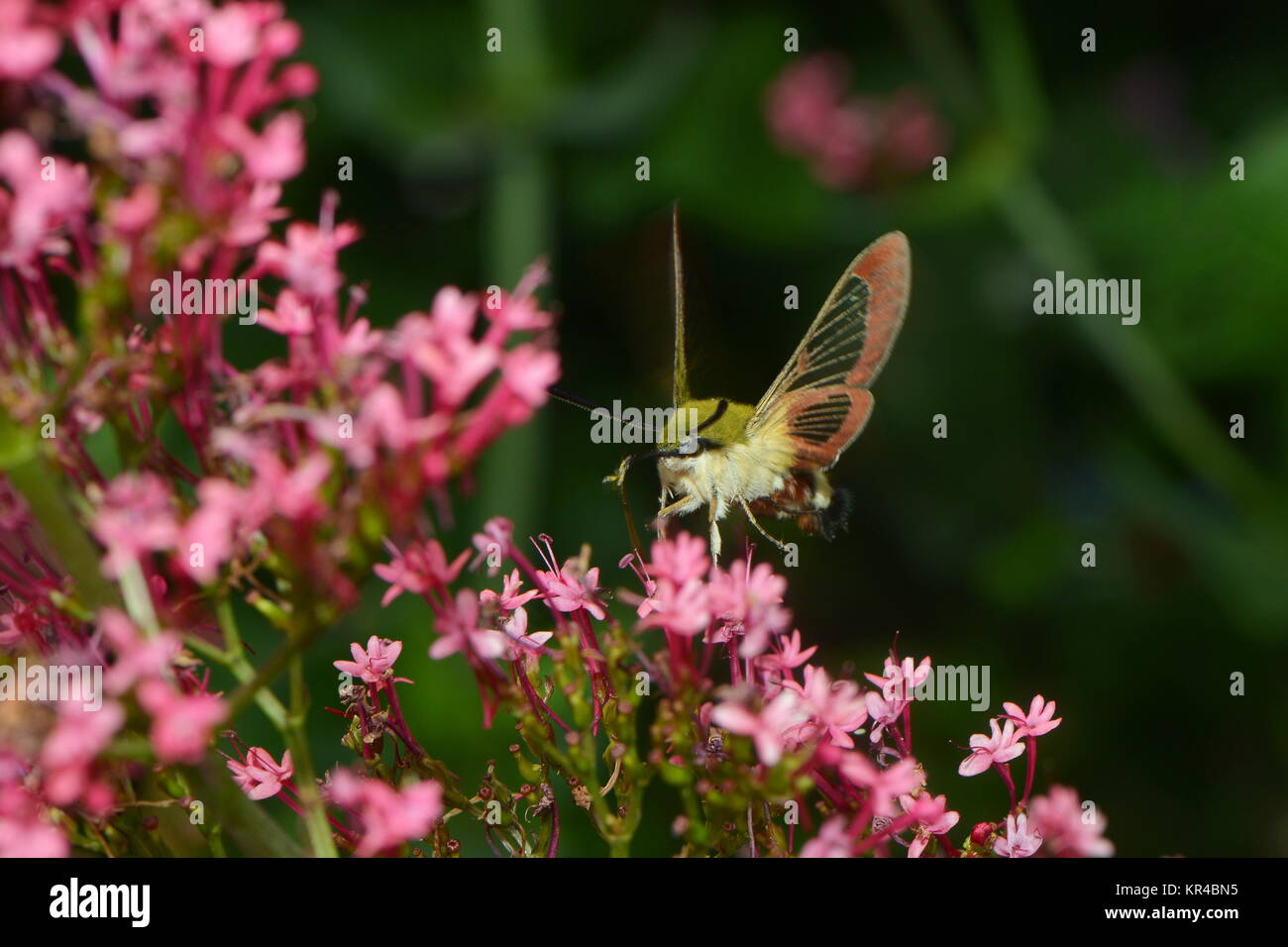 dove tail in flight Stock Photo - Alamy