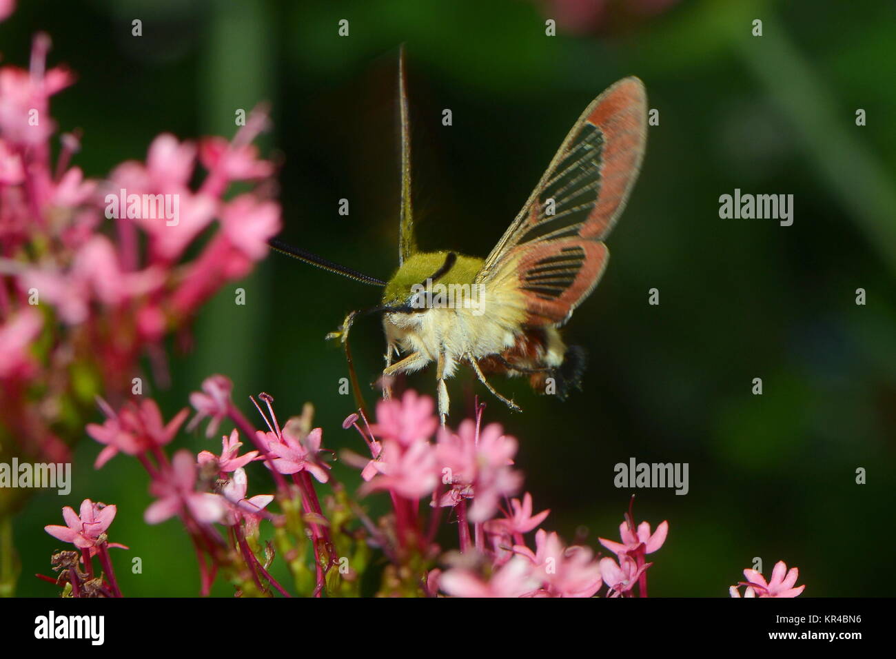 Ingestion animal world hi-res stock photography and images - Alamy