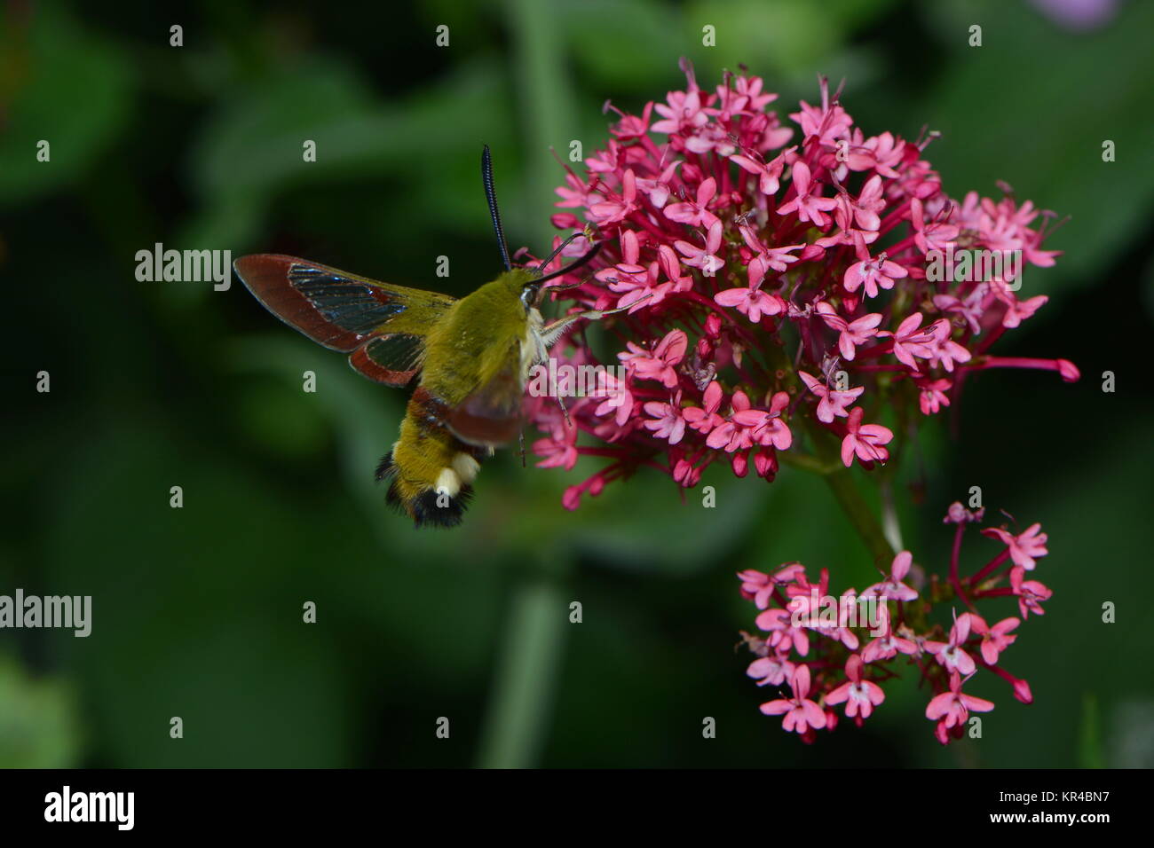 dove tail in flight Stock Photo - Alamy