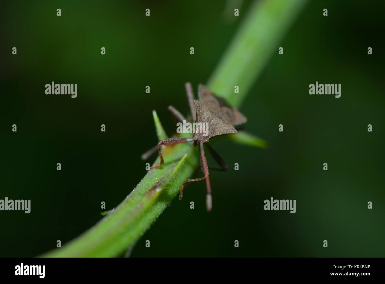 leather bug in the bush Stock Photo - Alamy