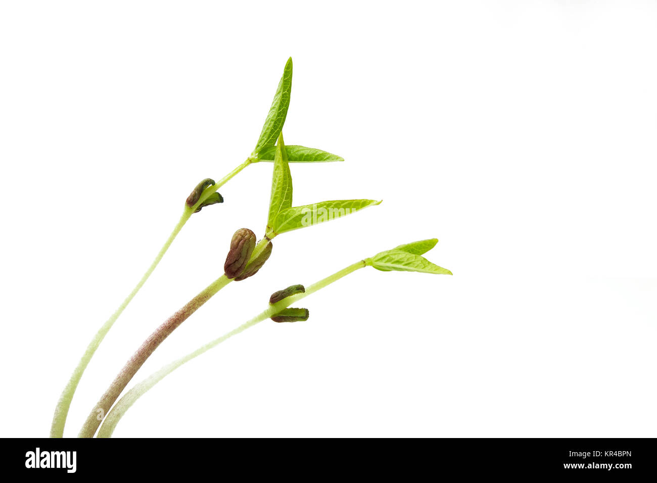 Mung bean Seedlings Stock Photo - Alamy