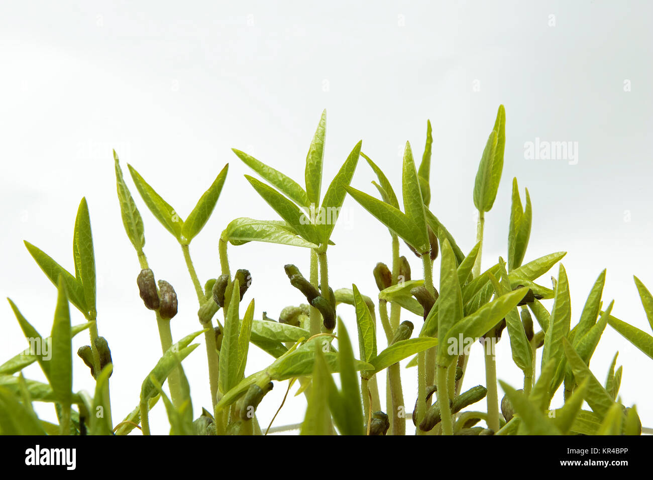 Jerusalem bean hi-res stock photography and images - Alamy