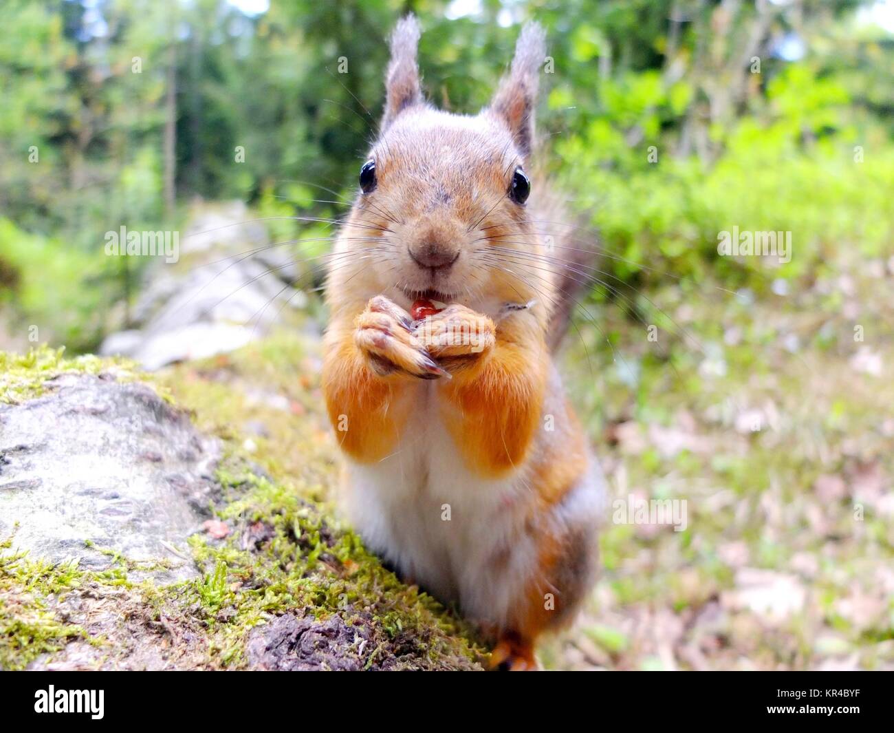 Squirrel funny hi-res stock photography and images - Alamy