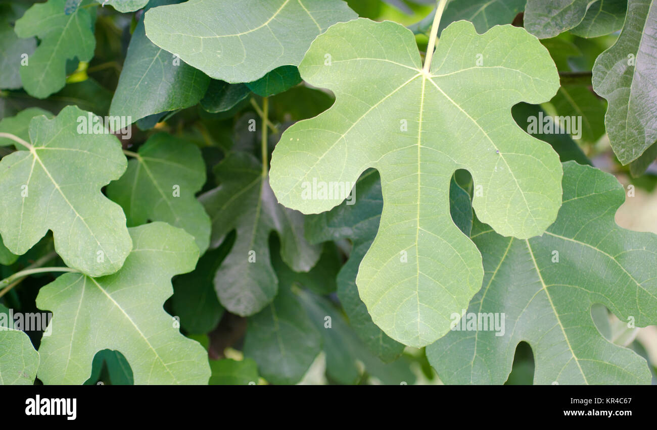 Close up of a single fig leaf on a fig tree Stock Photo - Alamy