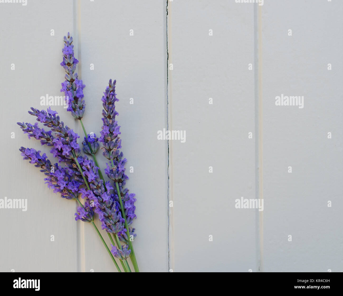 Sprig of lavender on a white wooden background Stock Photo - Alamy