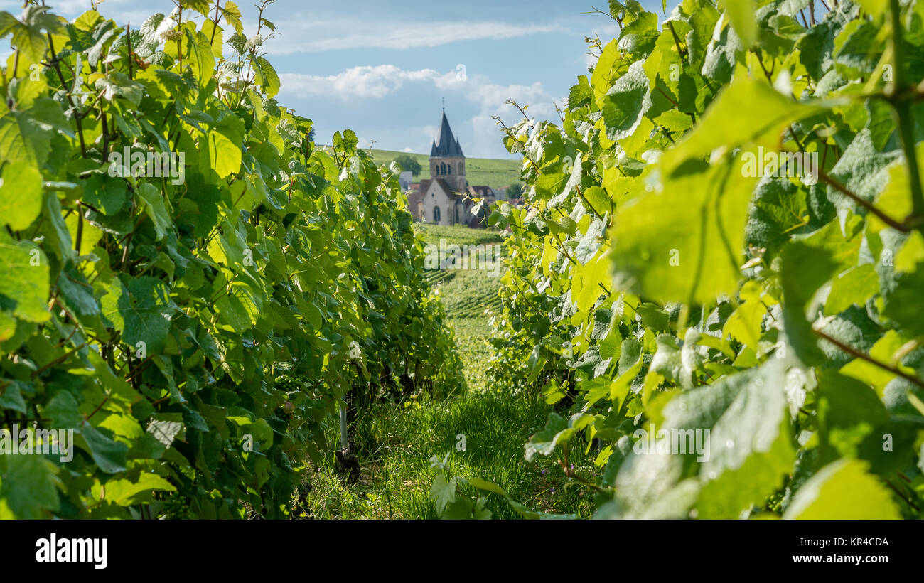 Church in a vineyard Stock Photo - Alamy