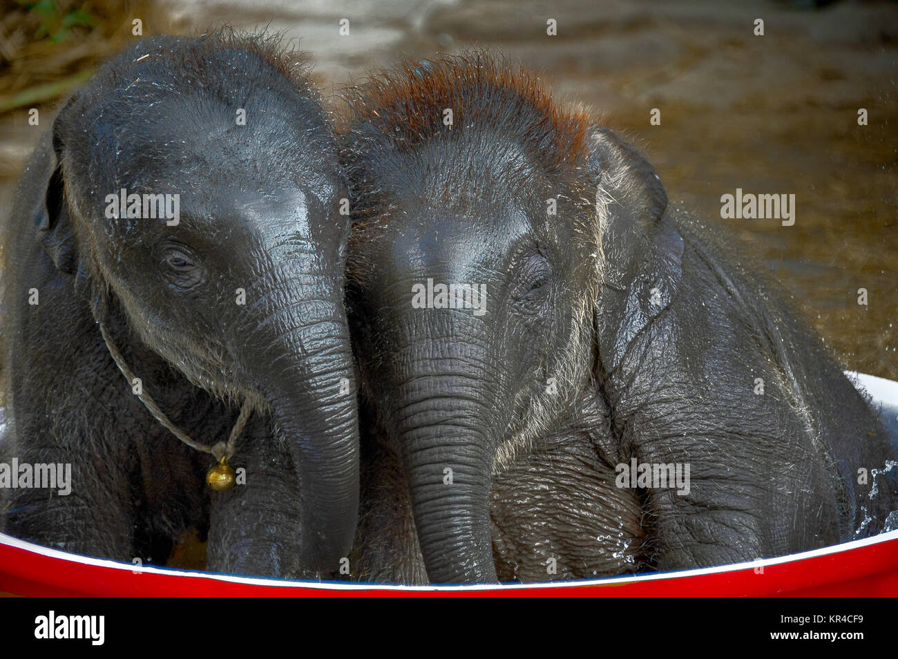 Cute Baby Elephants Playing In Water