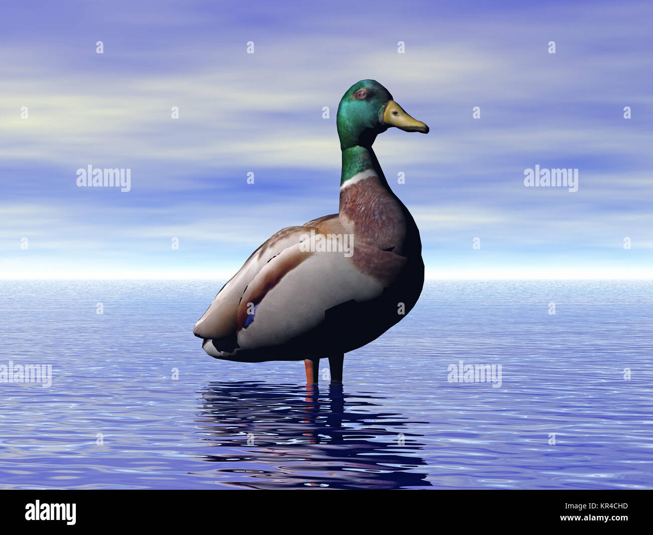 Bird birds duck poultry hi-res stock photography and images - Alamy