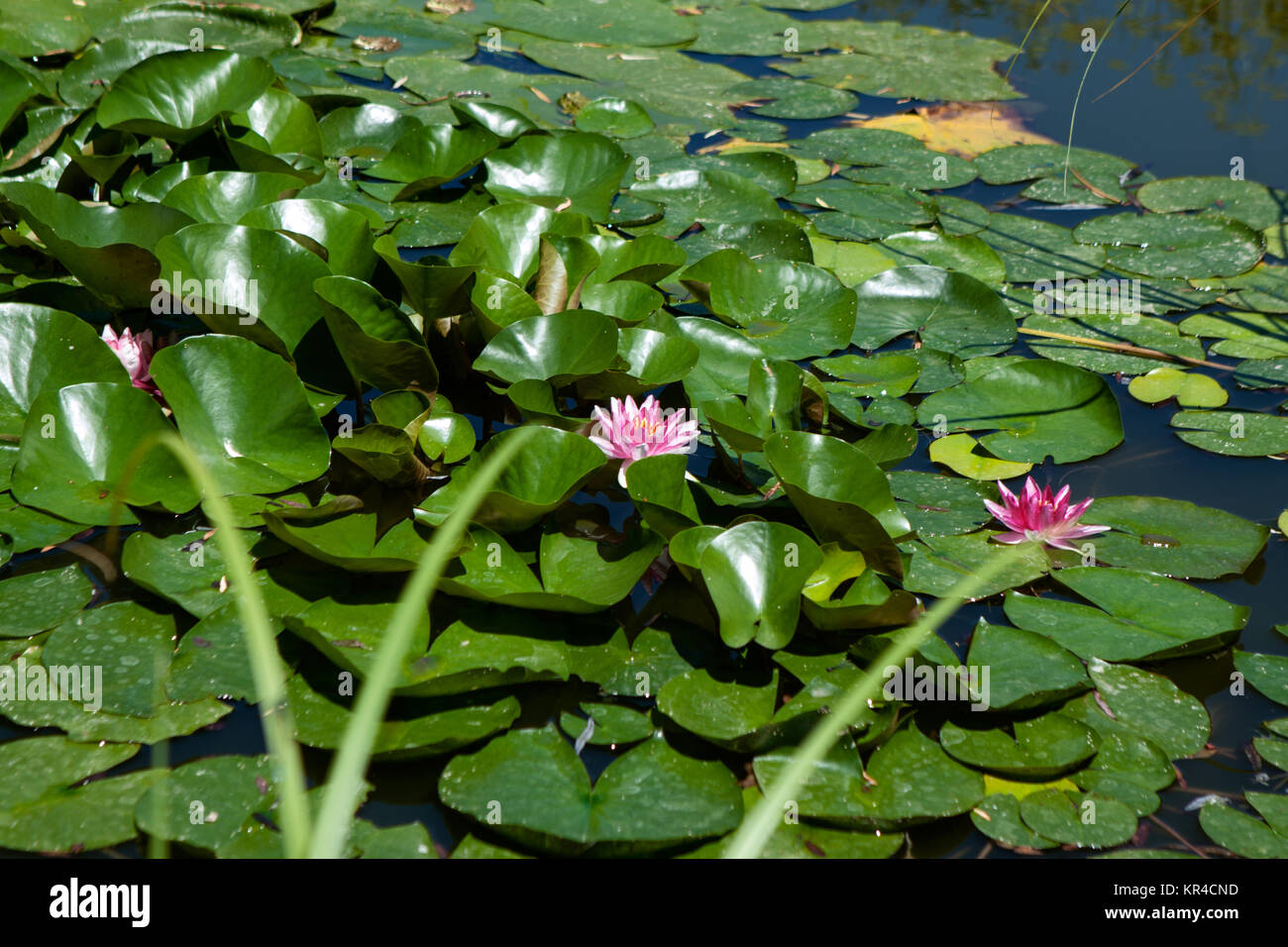 Water lily in the water pond background Stock Photo - Alamy