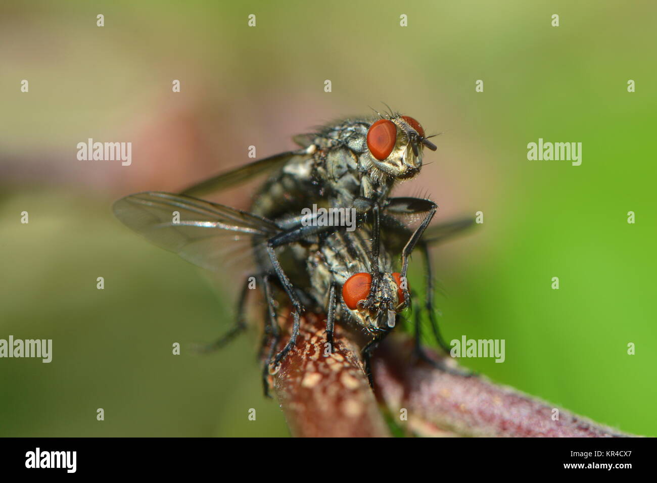 flying couple on a branch Stock Photo - Alamy
