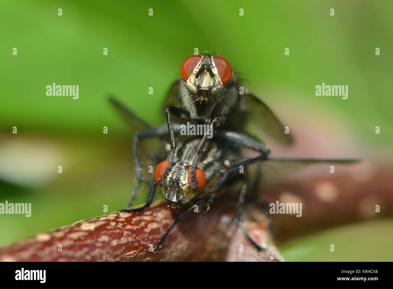 fly mating on a branch Stock Photo - Alamy