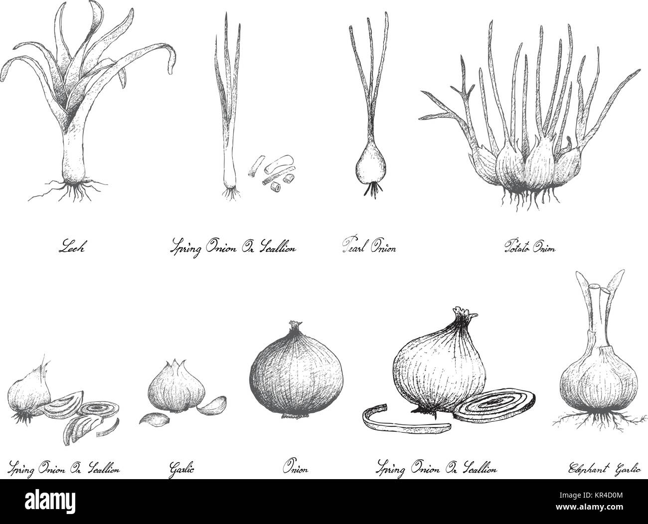 Bulb and Stem Vegetable, Illustration Hand Drawn Sketch Fresh Elephant ...
