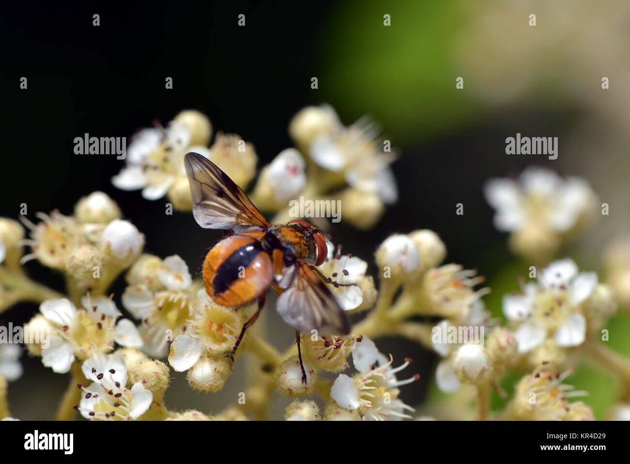 broad-winged caterpillar fly Stock Photo - Alamy