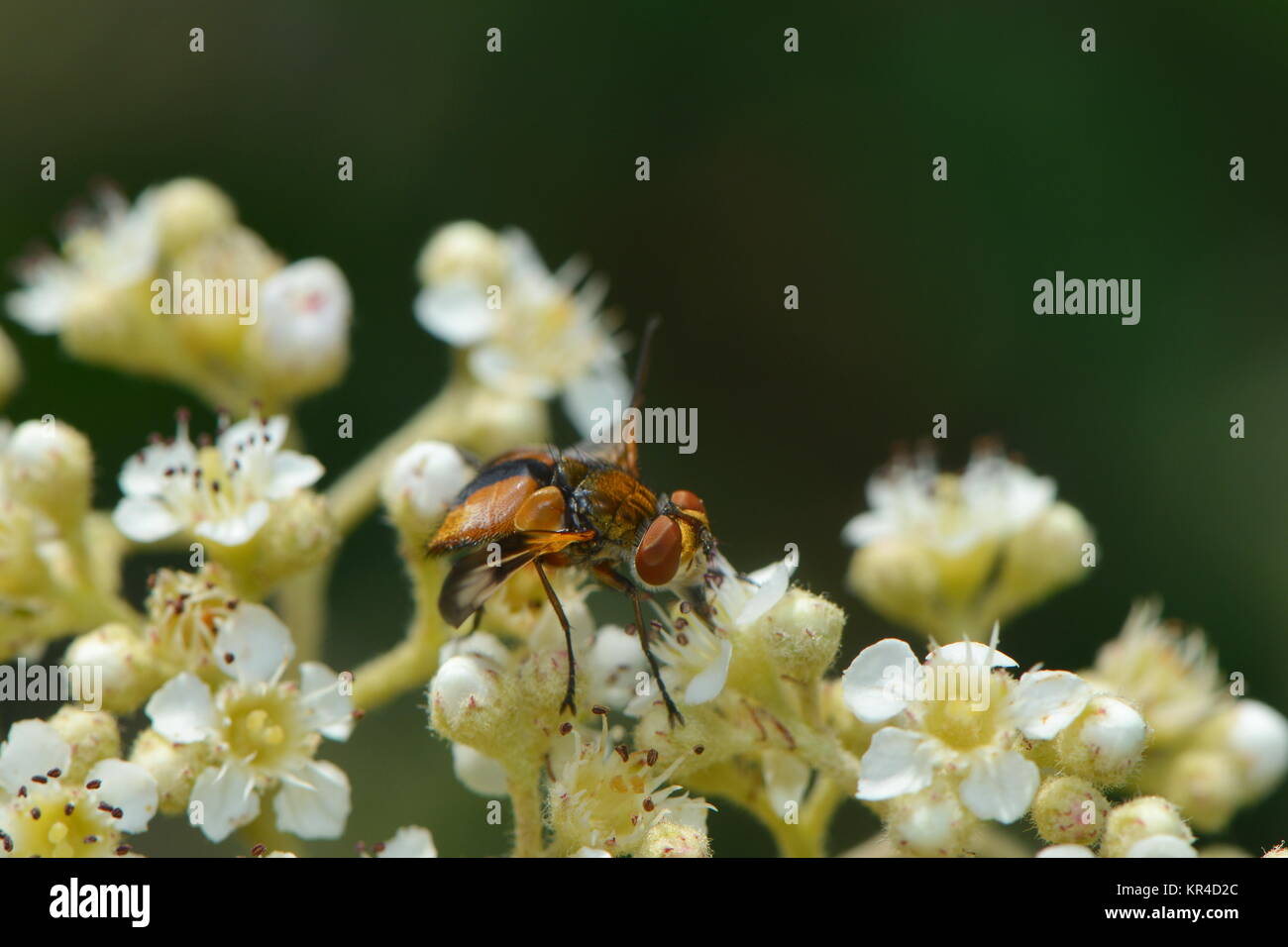 wide-wing caterpillar fly Stock Photo - Alamy