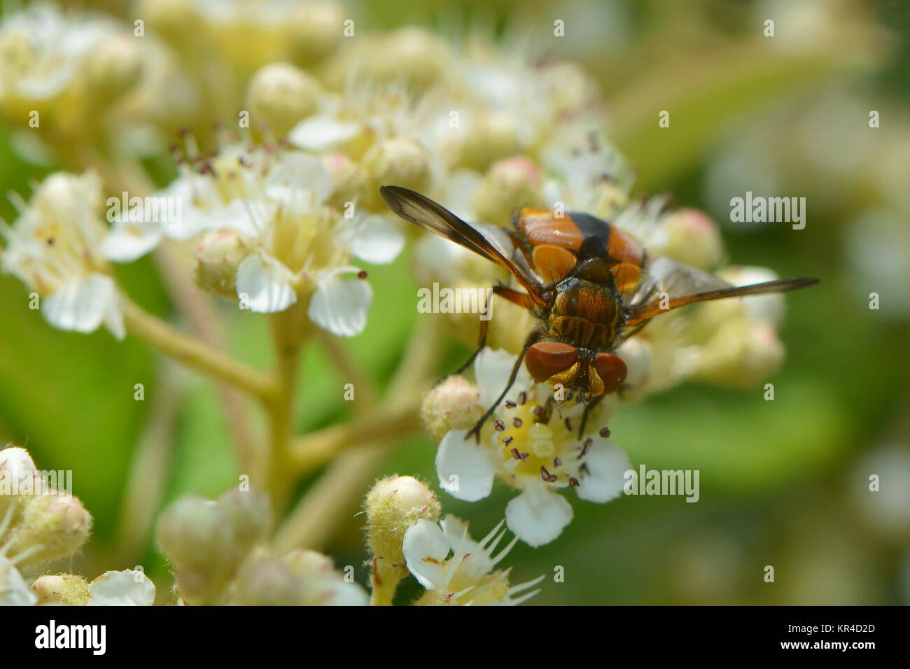 broad-winged caterpillar fly Stock Photo - Alamy