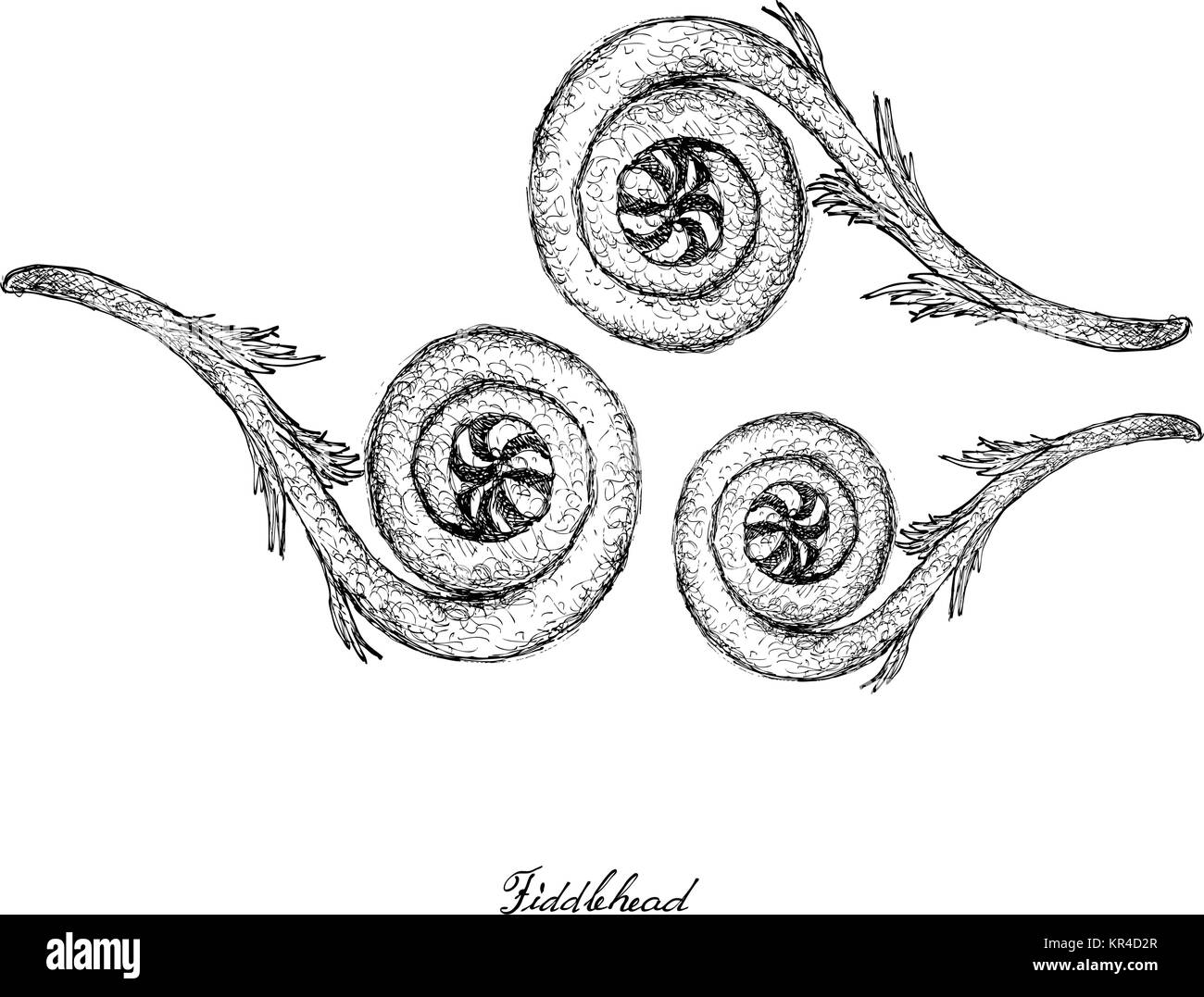 Fiddlehead Fern Drawing