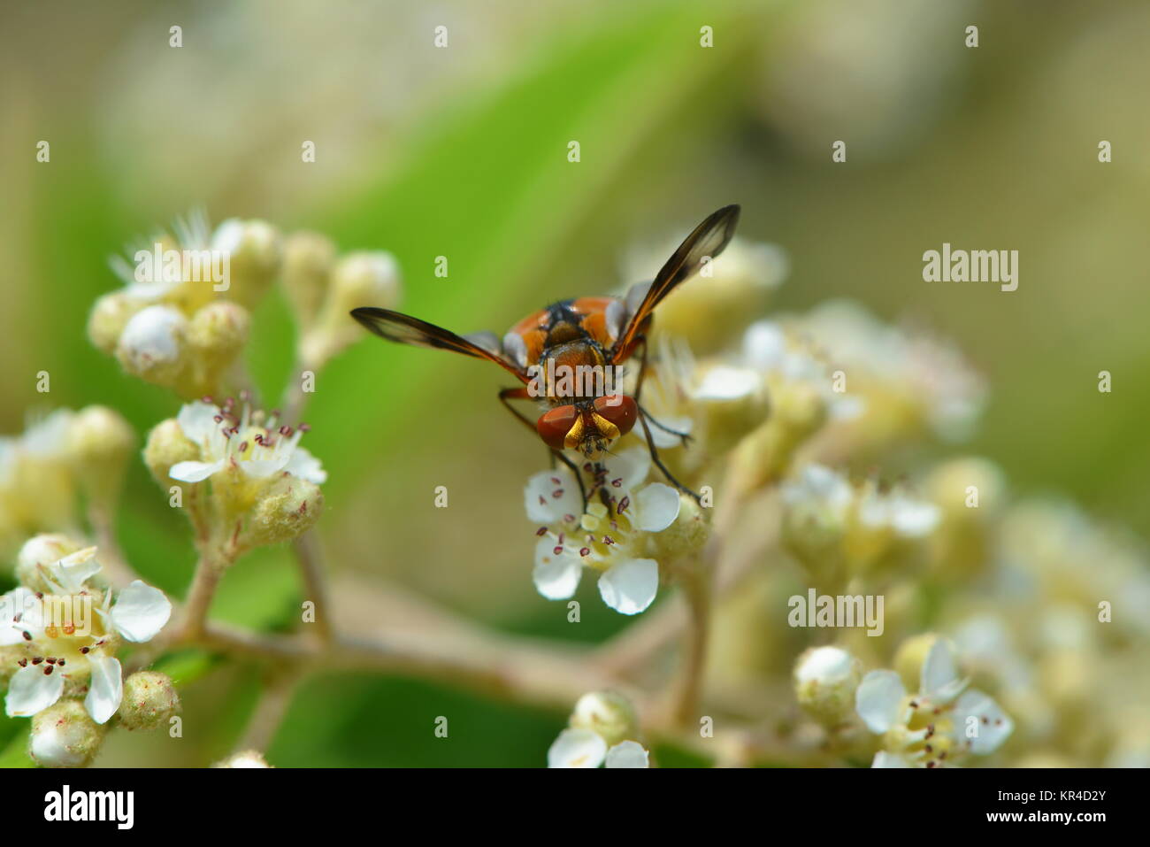 broad-winged caterpillar fly Stock Photo - Alamy