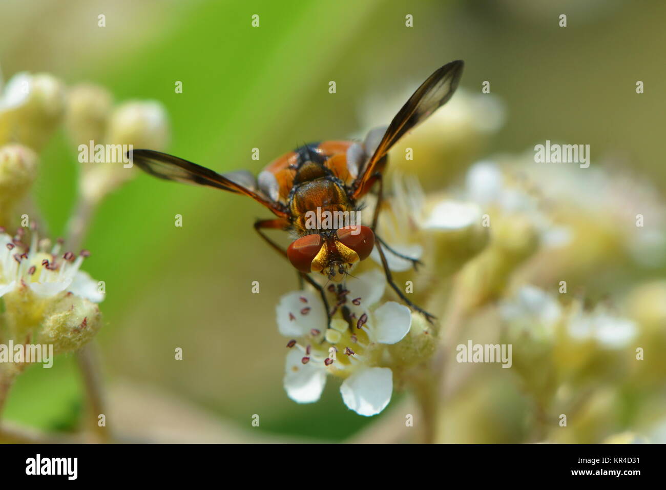 broad-winged caterpillar fly Stock Photo - Alamy
