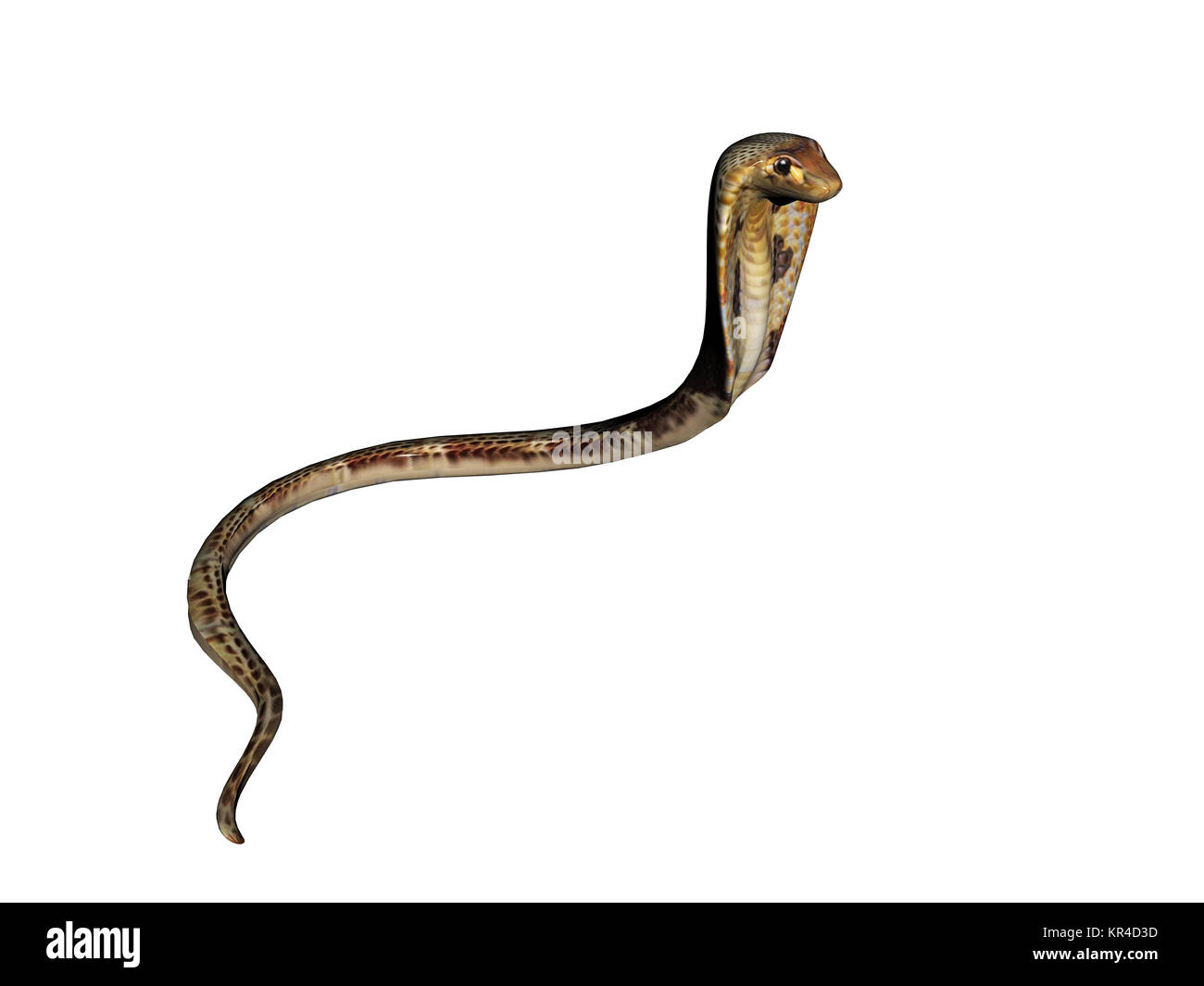 Spectacle cobra hi-res stock photography and images - Alamy