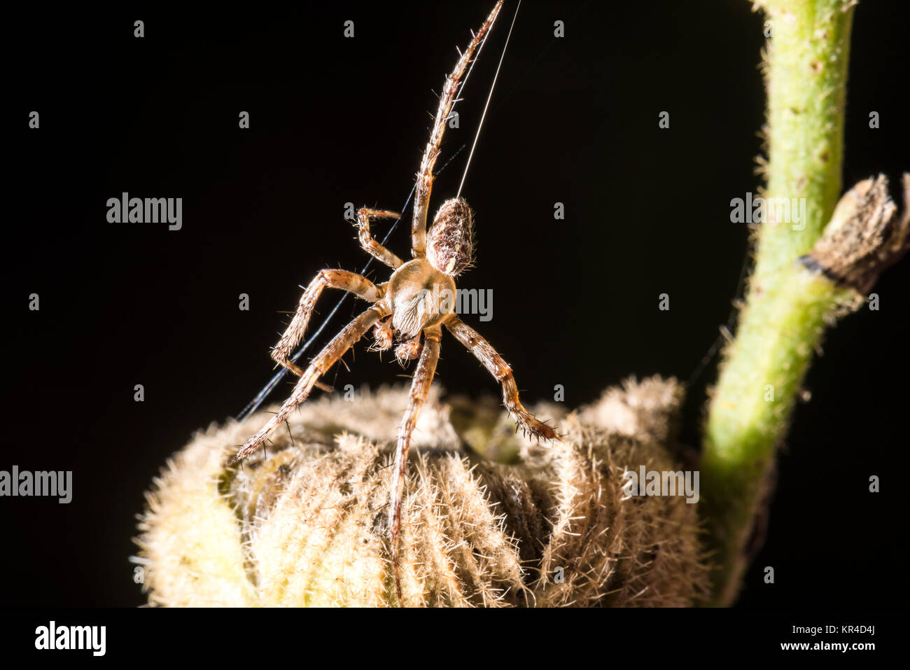 Disgusting spider hi-res stock photography and images - Alamy