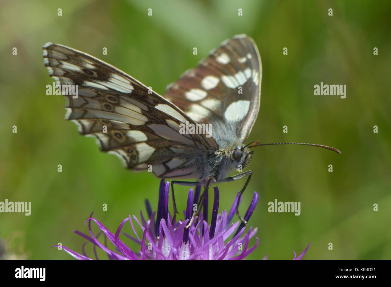 checkerboard butterfly on blossom Stock Photo - Alamy