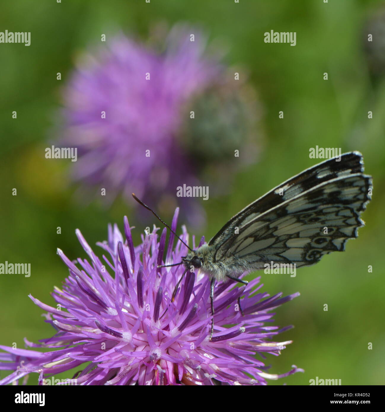 Checkerboard butterfly hi-res stock photography and images - Alamy