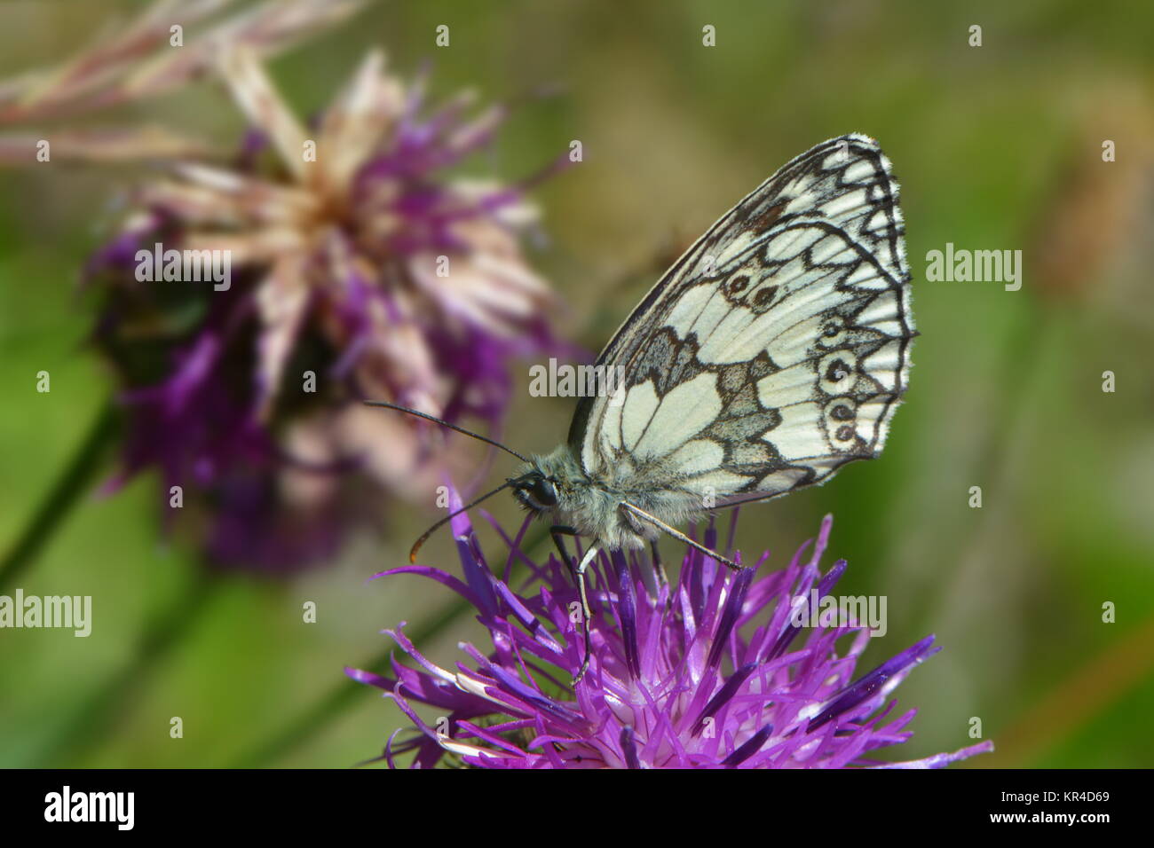 Checkerboard butterfly hi-res stock photography and images - Alamy