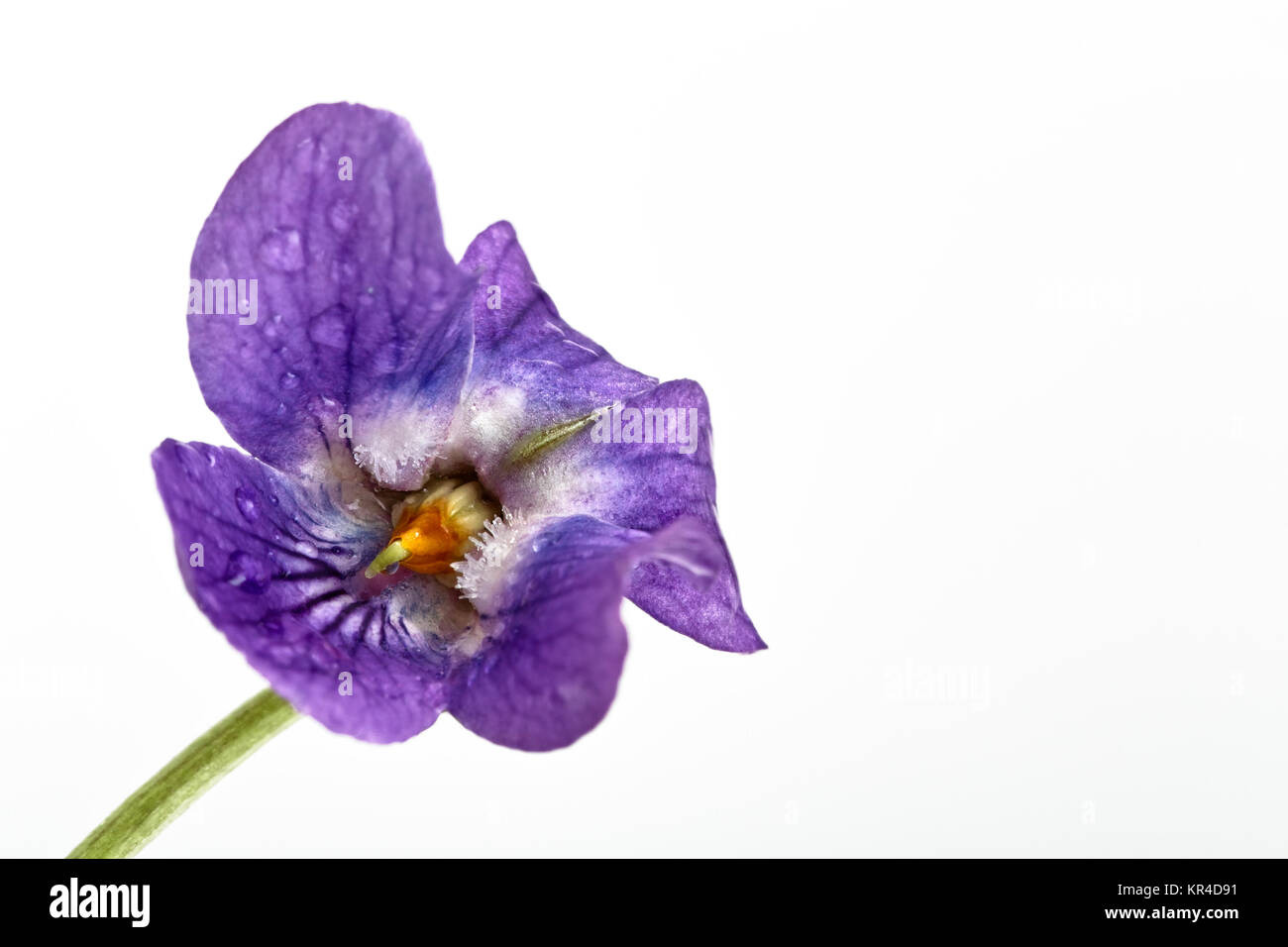 Violet grove hi-res stock photography and images - Alamy