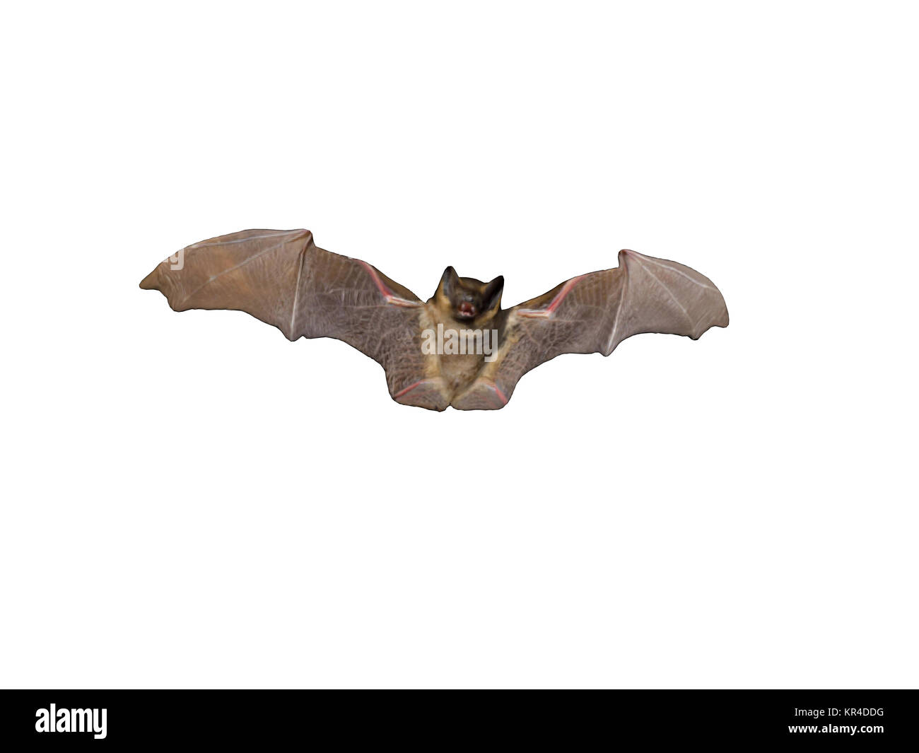 Bat cleared in flight Stock Photo - Alamy