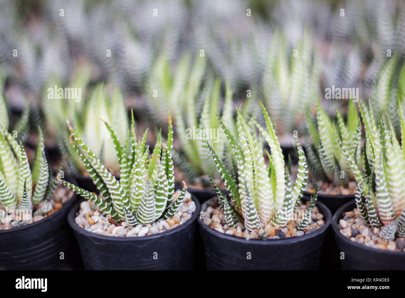 Cactus planted on pots in the garden Stock Photo - Alamy