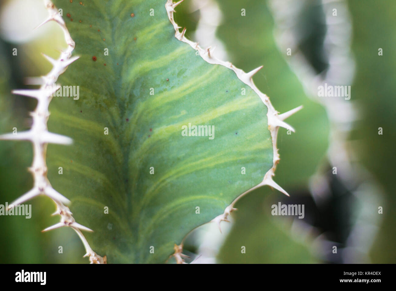 Cactus with sharp of surface and thorns Stock Photo - Alamy