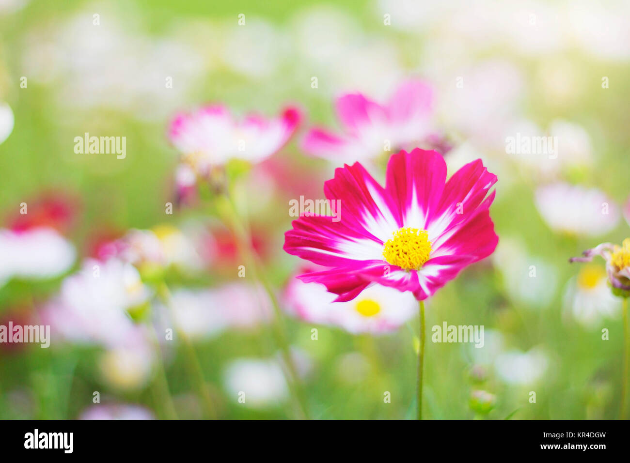 Cosmos flowers with beautiful colors in the garden Stock Photo - Alamy