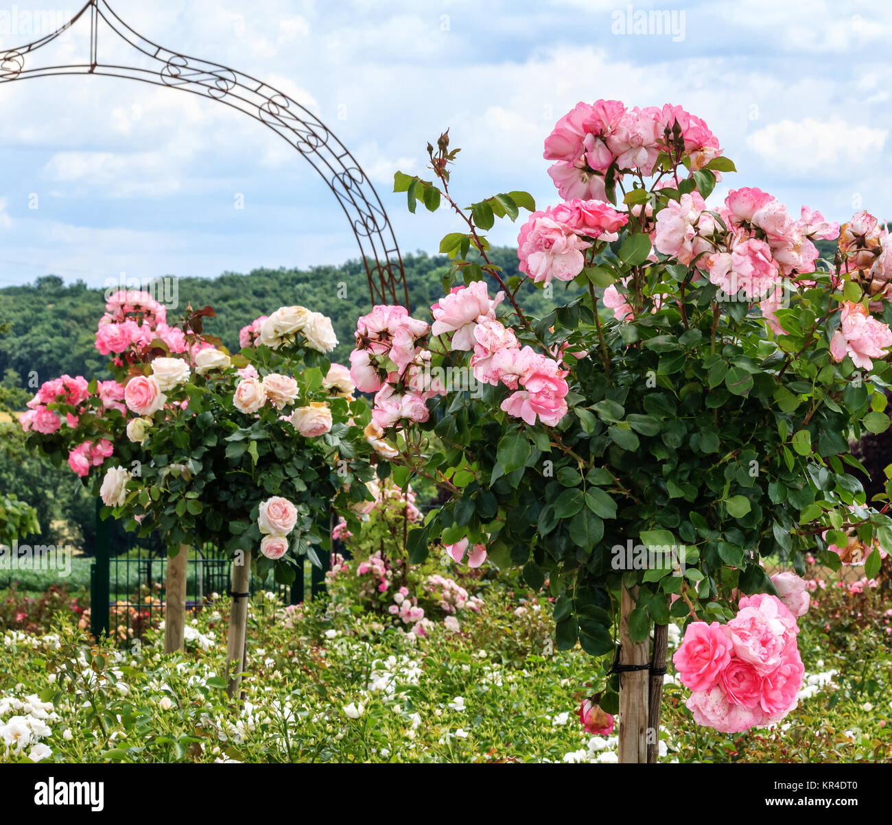 Standardrosen hi-res stock photography and images - Alamy