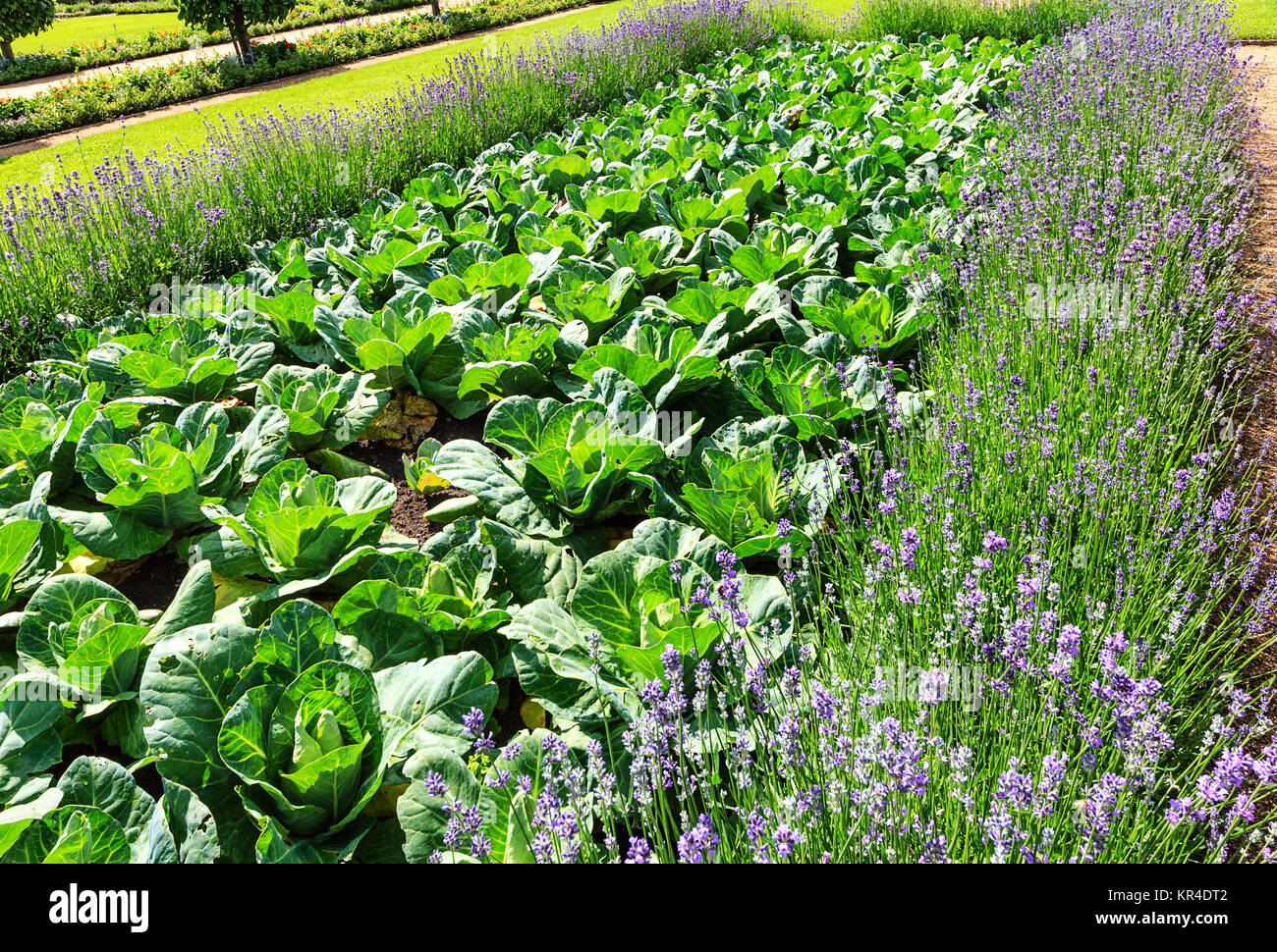 white cabbage vegetable bed surrounded by lavender Stock Photo - Alamy