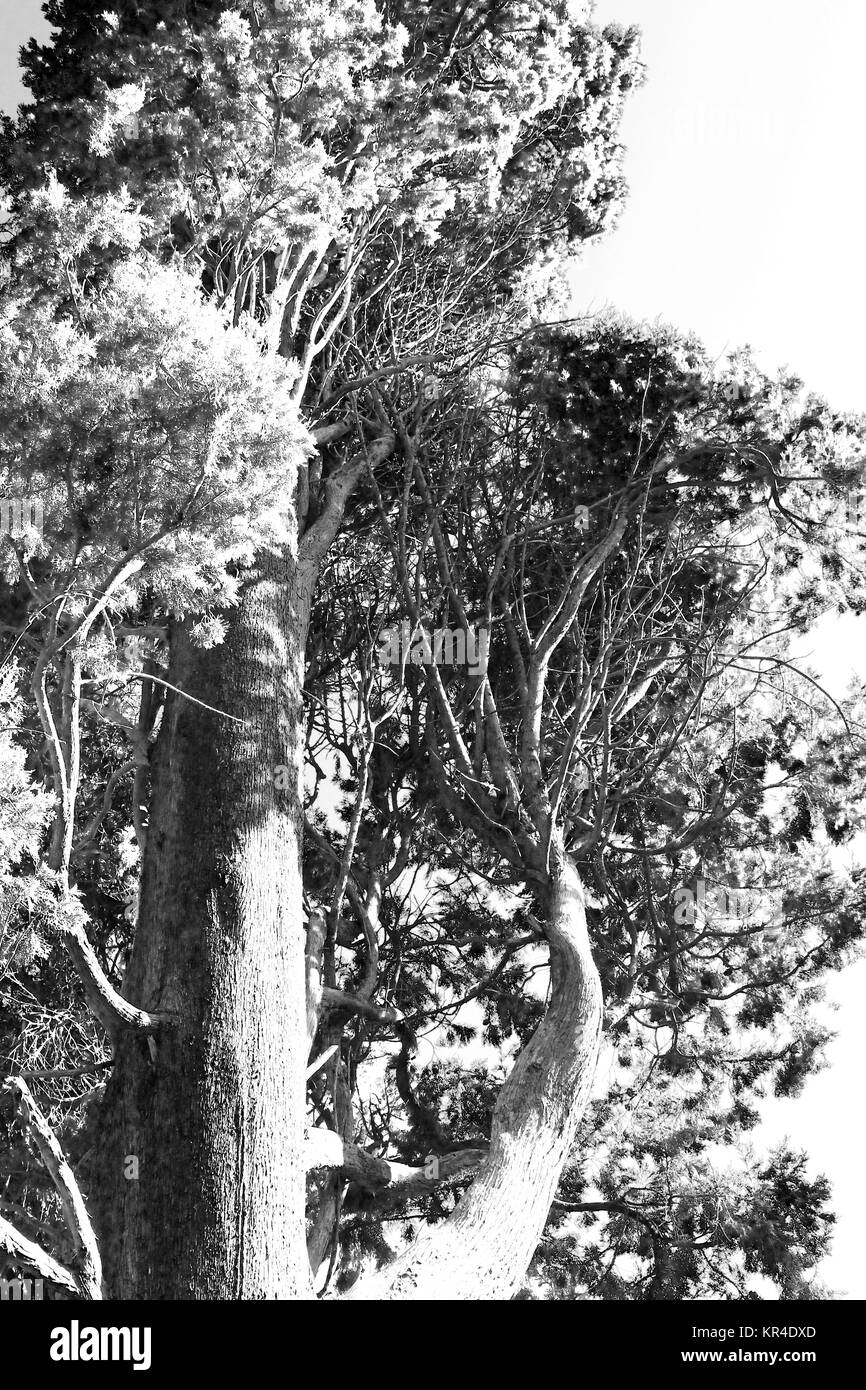 The tree in Croatia Stock Photo - Alamy