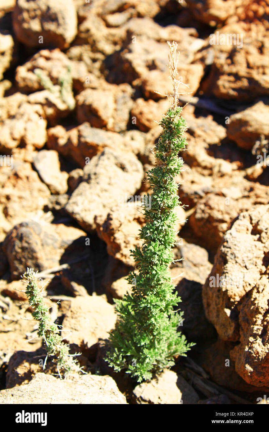 Small tree in the desert Stock Photo - Alamy