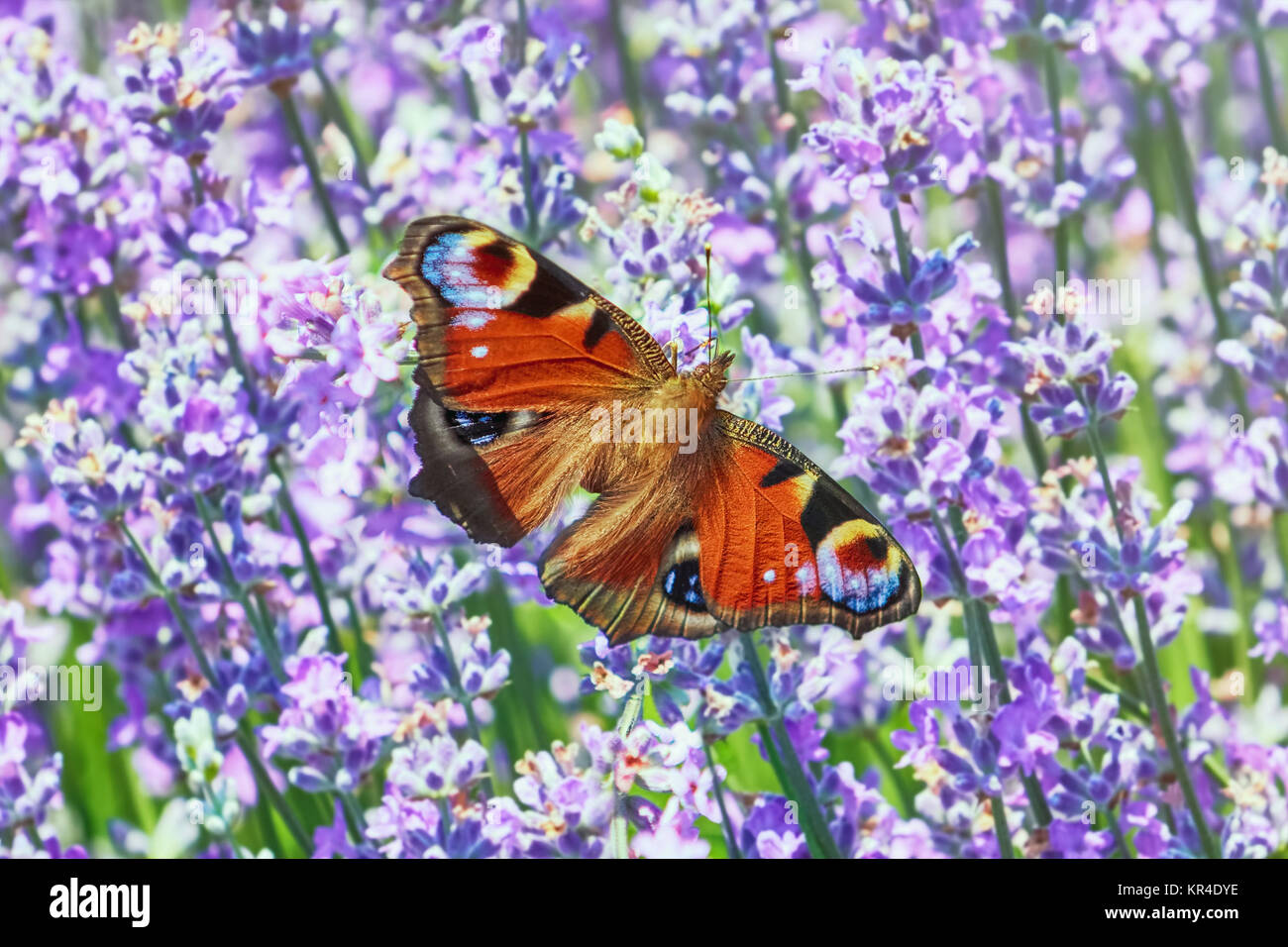 European Peacock Butterfly Stock Photo - Alamy