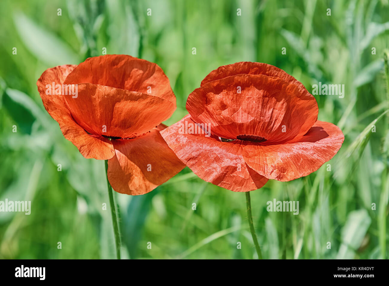 Open poppy head hi-res stock photography and images - Alamy