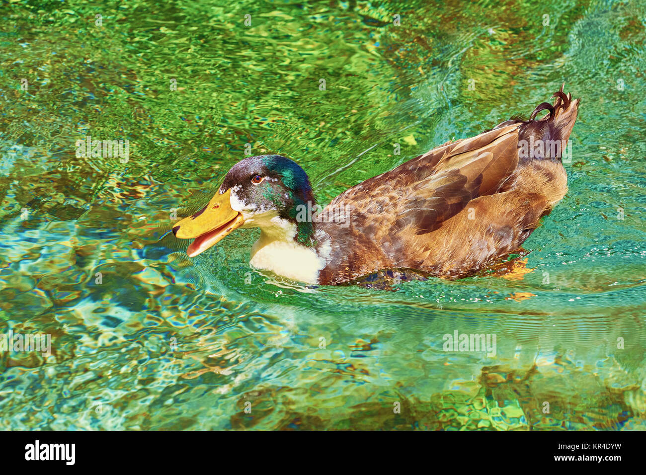 Duck at the Lake Stock Photo - Alamy
