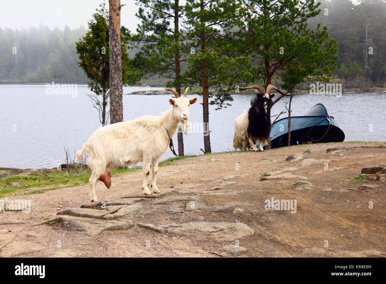 Goat a boat hi-res stock photography and images - Alamy