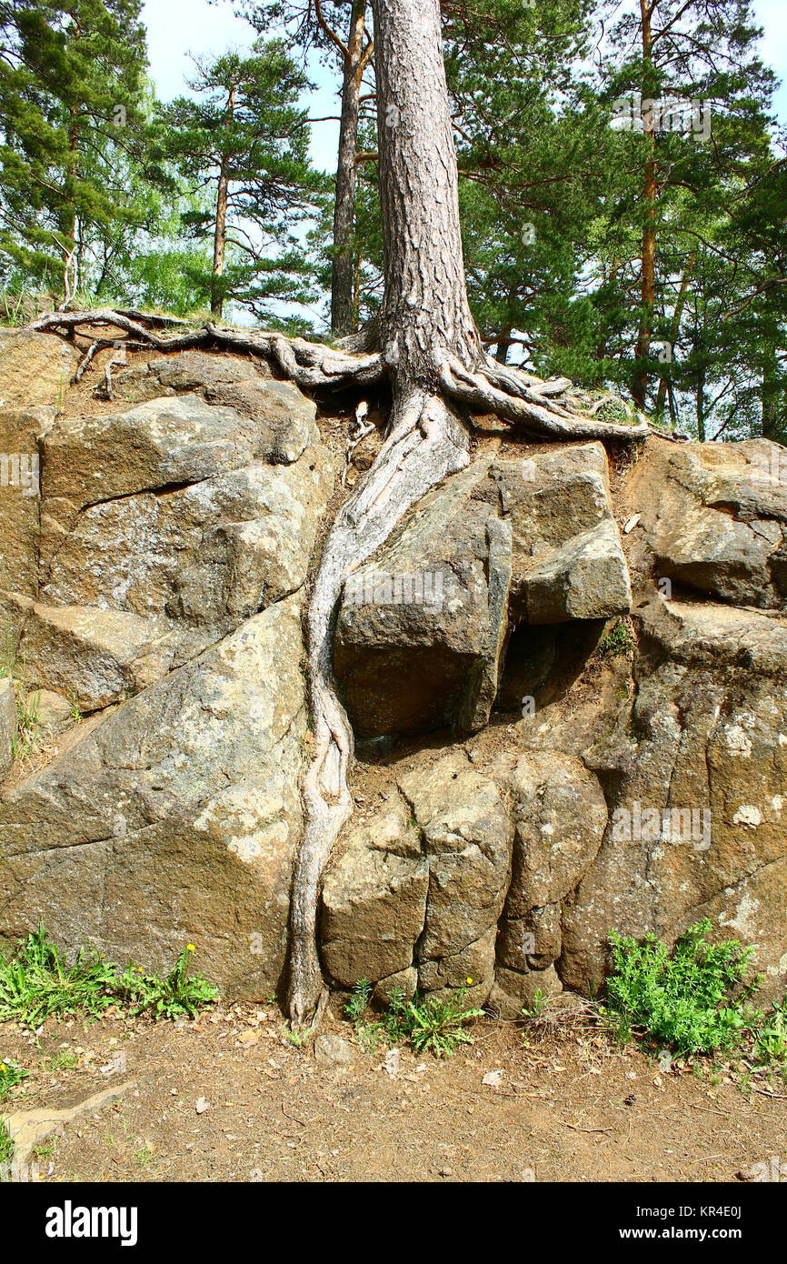Roots inside the stone Stock Photo - Alamy