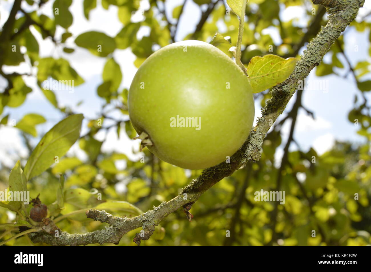 Green apple on the tree Stock Photo - Alamy