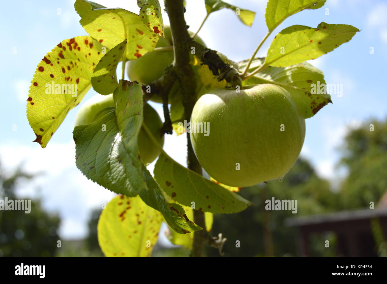 Home planted apple tree hi-res stock photography and images - Alamy