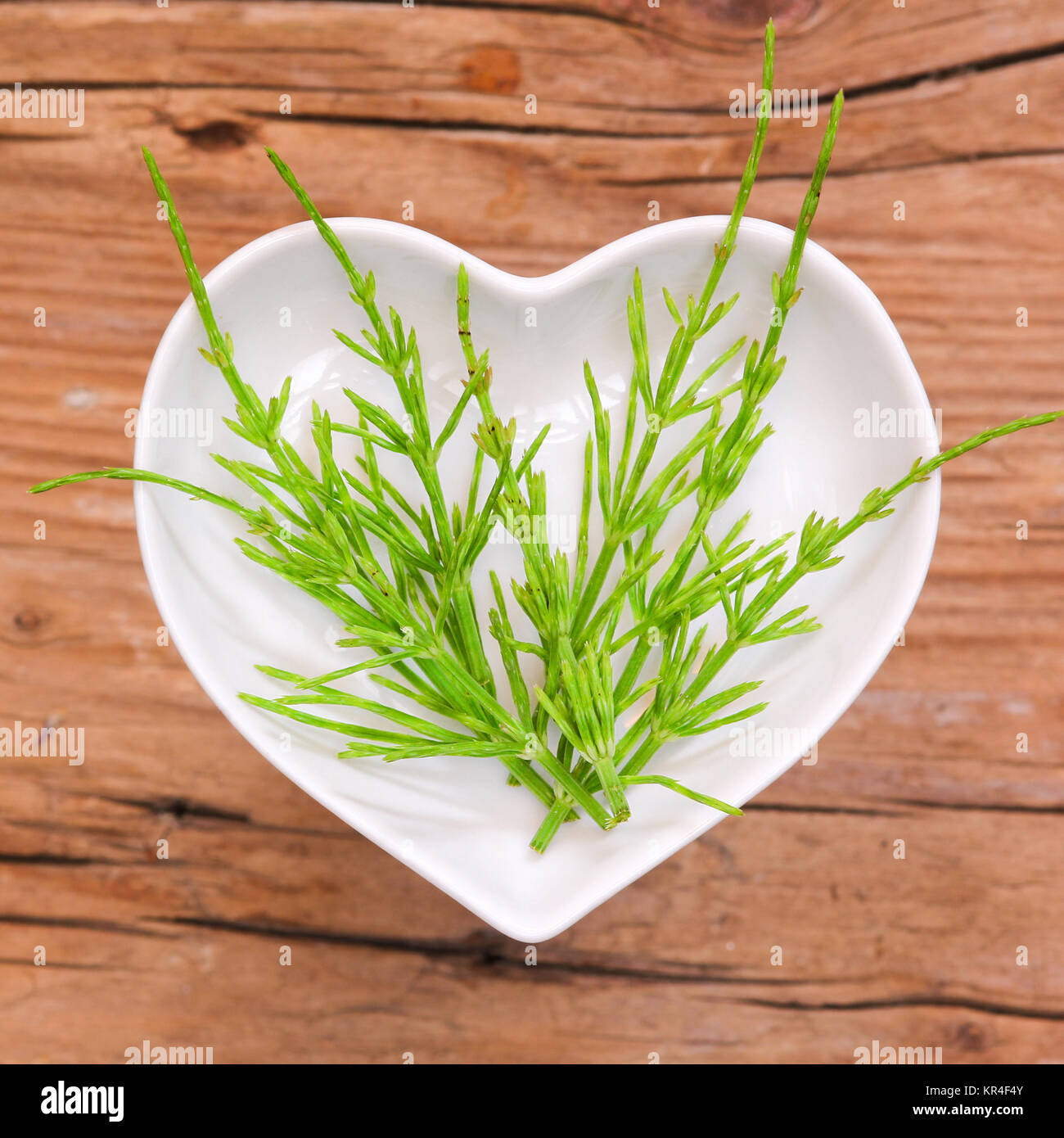 homeopathy and cooking with medicinal herbs,horsetail Stock Photo - Alamy