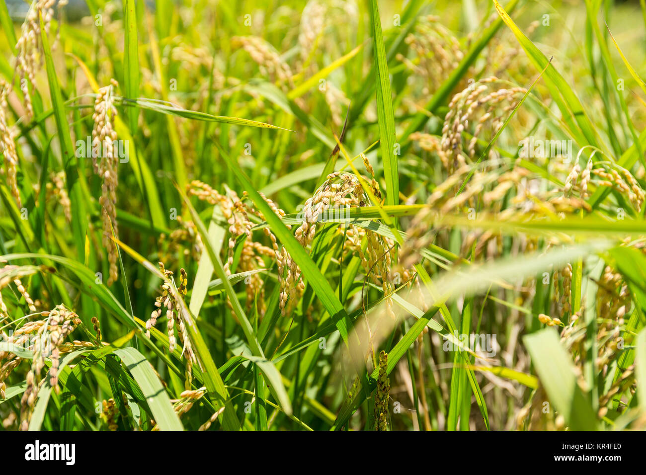 Paddy rice field Stock Photo - Alamy