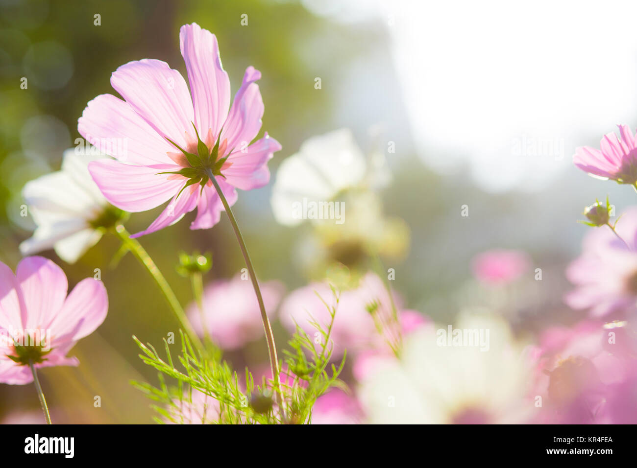 Cosmos flowers in nature park Stock Photo - Alamy