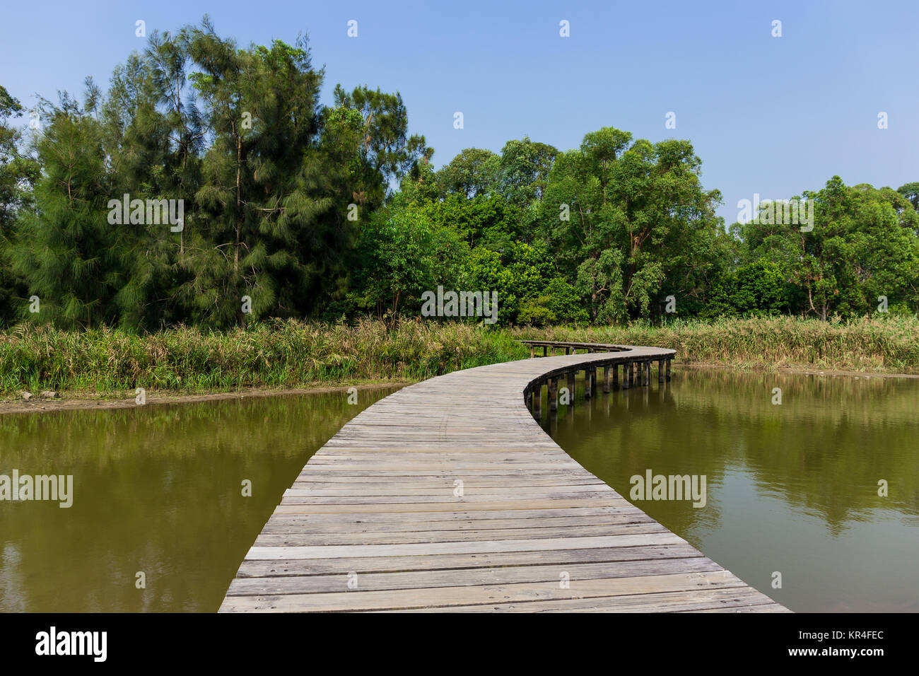 Long wood bridge in mangrove forest Stock Photo - Alamy
