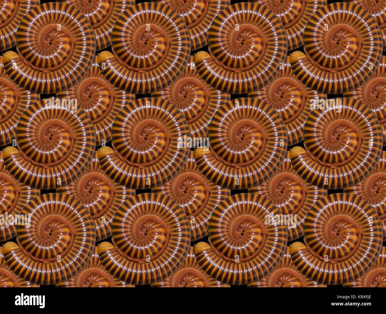 Striped millipedes hi-res stock photography and images - Alamy