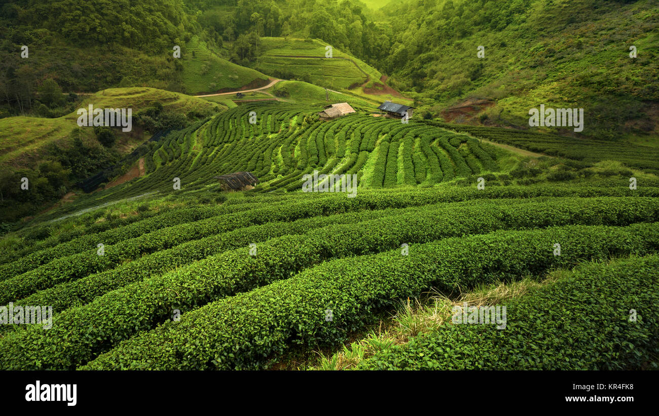 Lush green color of tea plantation hi-res stock photography and images ...