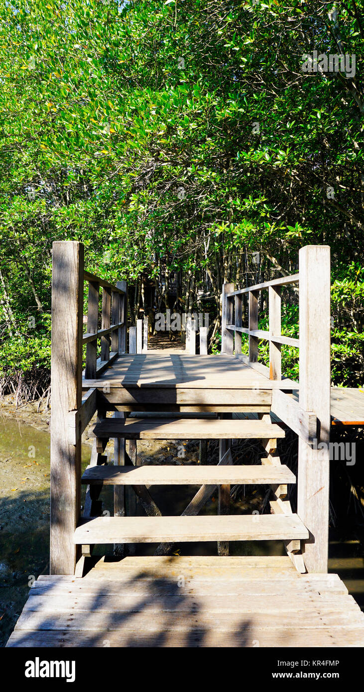 forest mangrove and the bridge walkway vertical Stock Photo - Alamy